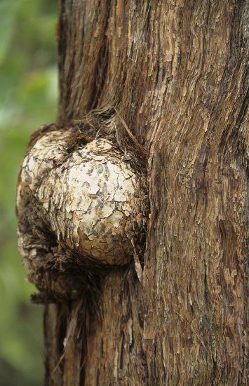 Woollybutt Eucalyptus Miniata Closeup Bark Australia Editorial Stock ...