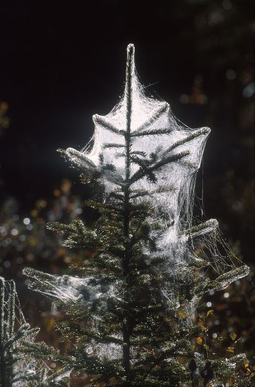 Spiders Web On Young Pine Tree Editorial Stock Photo - Stock Image ...
