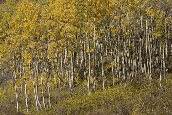 Common Aspen Eurasian Aspen Populus Tremula Editorial Stock Photo ...