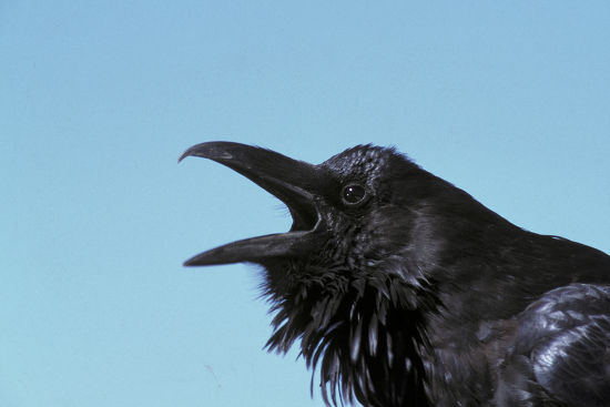 Common Raven Corvus Corax Calling Editorial Stock Photo - Stock Image ...