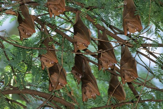 Peters Epauletted Fruit Bat Epomophorus Crypturus Editorial Stock Photo ...