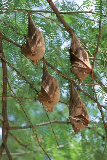 Peters Epauletted Fruit Bat Epomophorus Crypturus Editorial Stock Photo ...