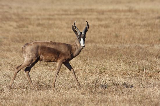 Springbok Antidorcas Marsupialis Melanistic Adult Walking Editorial ...