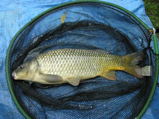 Common Carp Cyprinus Carpio Adult Caught Editorial Stock Photo - Stock ...