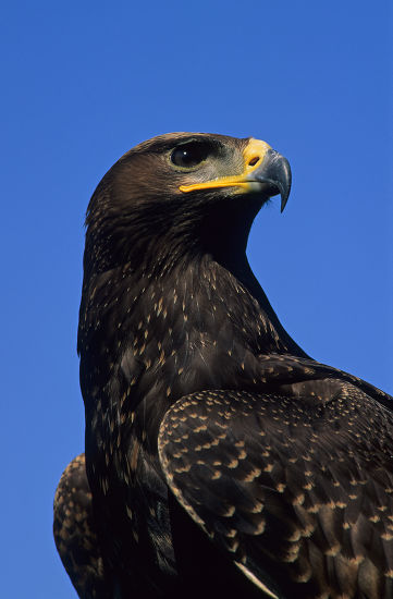 Steppe Eagle Aquila Nipalensis Adult Portrait Editorial Stock Photo ...