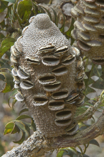 Bull Banksia Giant Banksia Mangite Banksia Editorial Stock Photo ...