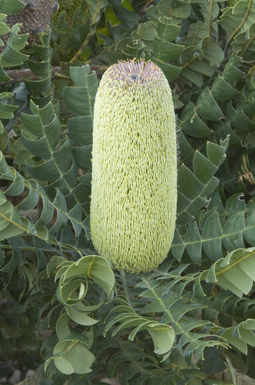 Bull Banksia Giant Banksia Mangite Banksia Editorial Stock Photo ...