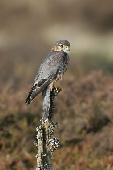 Merlin Falco Columbarius Immature Male On Editorial Stock Photo - Stock ...