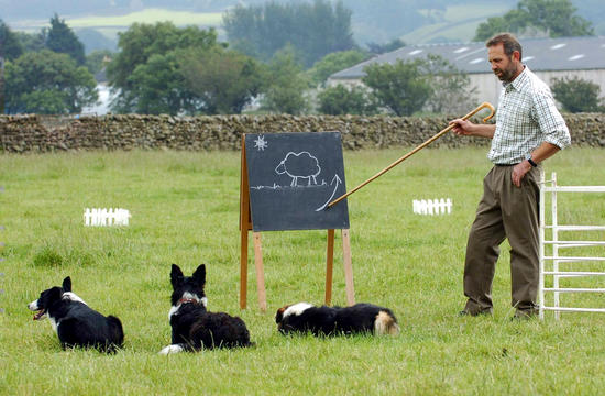 Thomas Longton Training Sheepdogs Editorial Stock Photo - Stock Image ...