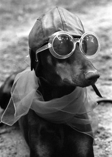 Red Baron Dog Wearing Pilots Uniform Editorial Stock Photo - Stock ...