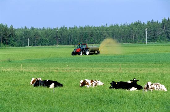 Farming Finland Agricultural Machinery Cows On Editorial Stock Photo ...