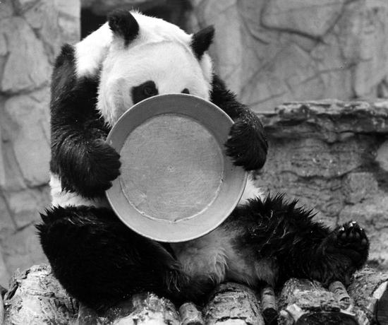 Chi Chi Panda London Zoo 1970s Editorial Stock Photo - Stock Image ...