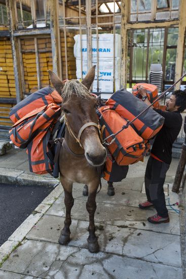 Mule Loaded Bags Belonging Trekkers Doing Editorial Stock Photo - Stock ...