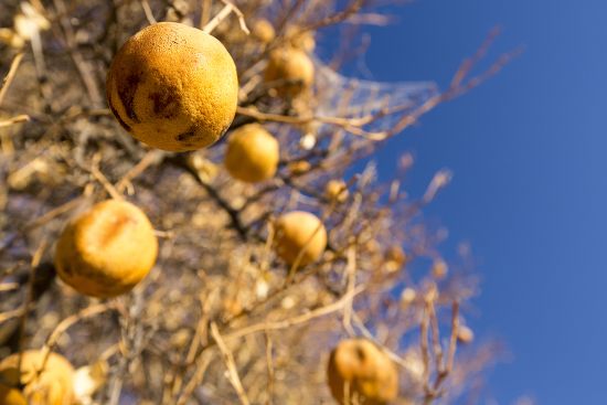 Abandoned Dead Dying Orange Trees That Editorial Stock Photo - Stock ...
