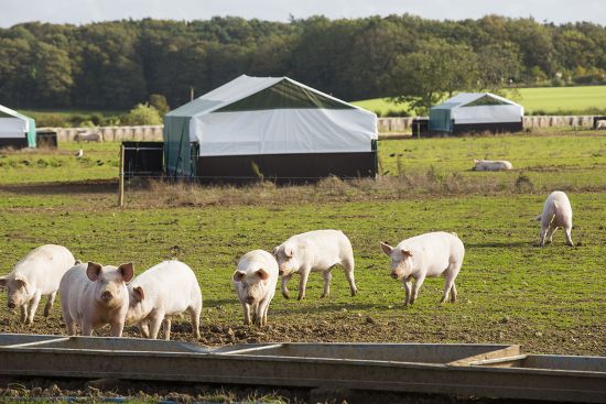 Free Range Pigs On Farm Near Editorial Stock Photo - Stock Image ...