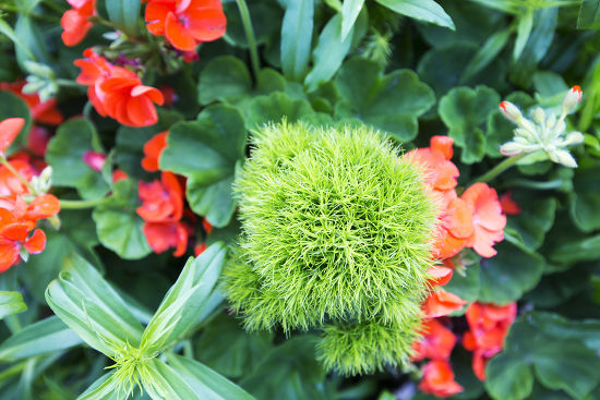 Geranium Flowers Sweet William Dianthus Barbatus Editorial Stock Photo ...