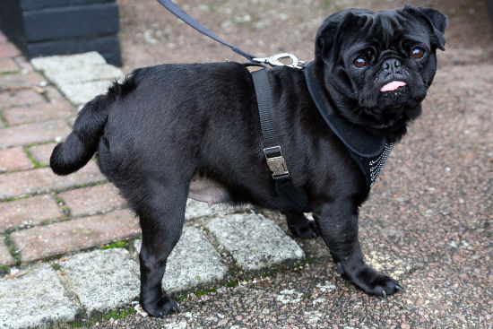 Three Legged Muffin Pug Muffin Pug Editorial Stock Photo - Stock Image ...