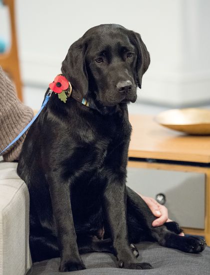 Ben Fogles Dog Editorial Stock Photo - Stock Image | Shutterstock