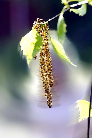 Catkins Hanging Birch Tree Editorial Stock Photo - Stock Image ...