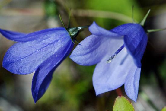 Harebell Scottish Bluebell Campanula Rotundifolia Editorial Stock Photo ...