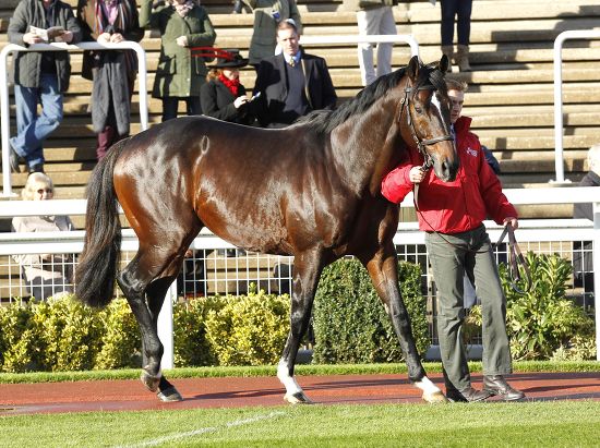 Blue Bresil Parades Tba Stallion Parade Editorial Stock Photo - Stock ...