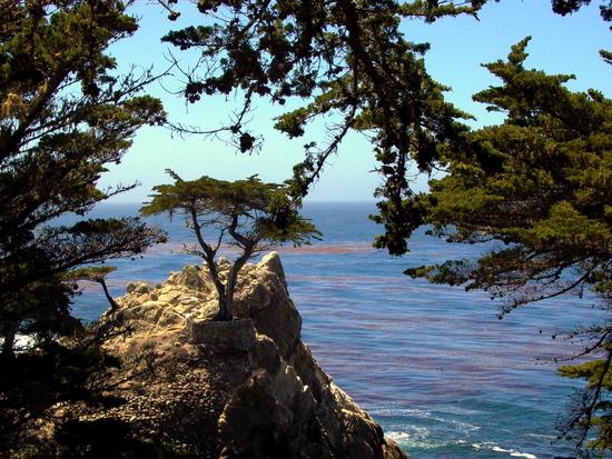 Famous Lone Cypress Tree Pebble Beach Editorial Stock Photo - Stock ...