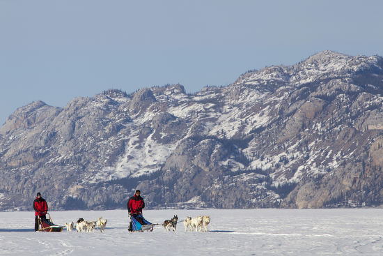 Model Released Two Men Mushers Running Editorial Stock Photo - Stock ...