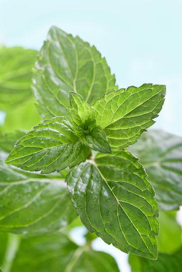 Mint Editorial Stock Photo - Stock Image | Shutterstock