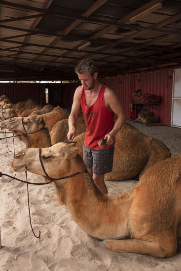 Cameleer Nick Bixby Grooming Camel Red Editorial Stock Photo - Stock ...