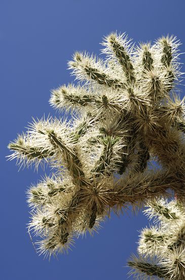 Hudson Pear Cactus Cylindropuntia Rosea Editorial Stock Photo - Stock ...