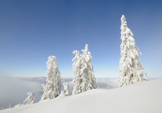 Snowcovered Trees On Ridge Mt Unterberg Editorial Stock Photo - Stock ...