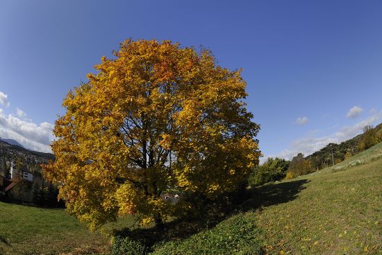 Autumn Mood Berndorf Triesting Valley Lower Editorial Stock Photo ...
