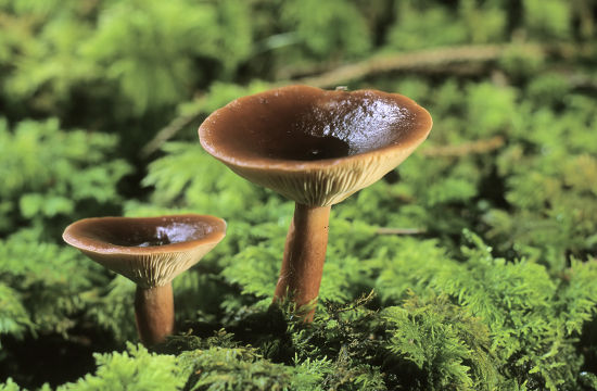 Rufous Milkcap Red Hot Milk Cap Editorial Stock Photo - Stock Image ...