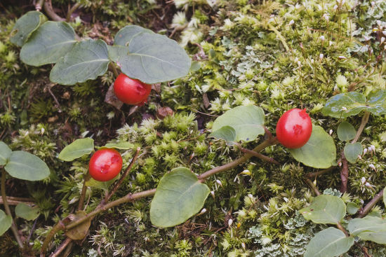 Partridgeberry Mitchella Repens Berries Weymouth Woodssandhills ...