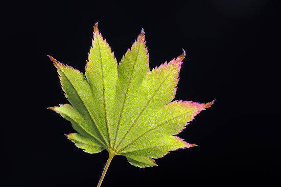 Downy Japanese Maple Fullmoon Maple Acer : photos éditoriales de stock ...