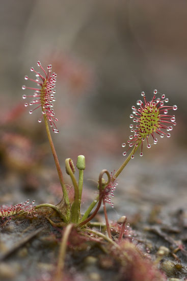 Oblongleaved Sundew Spoonleaf Sundew Drosera Intermedia Editorial Stock ...