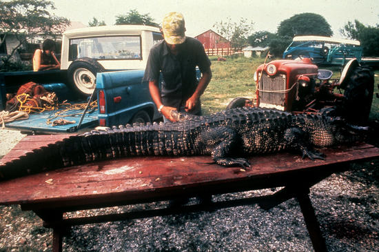 Hunter Skinning Alligator Editorial Stock Photo - Stock Image ...