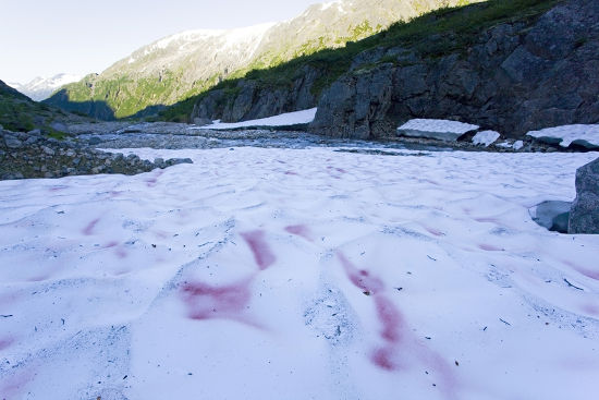 Red Snow Algae Watermelon Snow Chlamydomonas Editorial Stock Photo ...