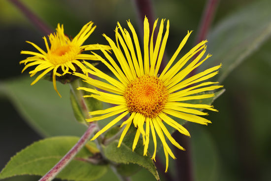 Flowering Giant Inula Inula Magnifica Editorial Stock Photo - Stock ...