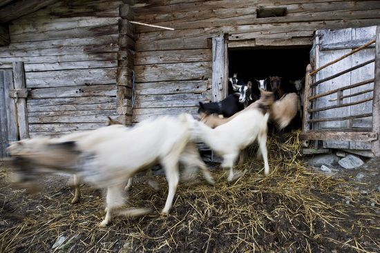 Goats Running Out Stable Mountain Cabin Editorial Stock Photo - Stock ...