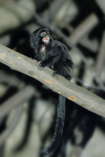 Goeldis Marmoset Callimico Goeldi South America Editorial Stock Photo ...