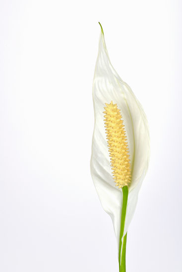 Peace Lily Spathiphyllum Blossom Editorial Stock Photo - Stock Image ...