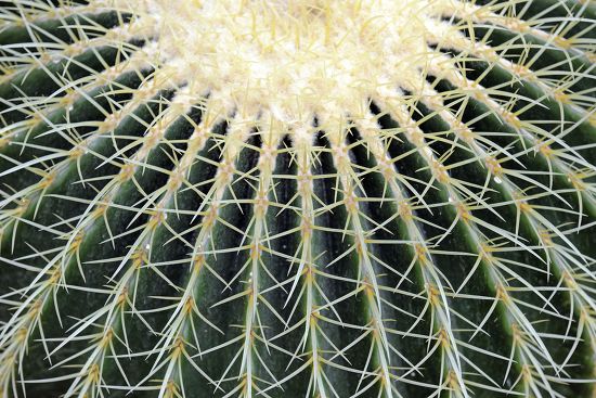 Golden Barrel Cactus Echinocactus Grusonii Editorial Stock Photo ...