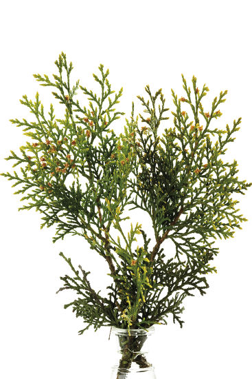 Branch Thuja Tree Editorial Stock Photo - Stock Image | Shutterstock