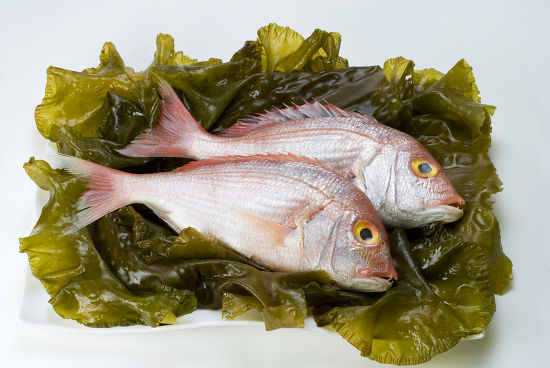 Common Pandora Pagellus Erythrinus On Sea Editorial Stock Photo - Stock ...