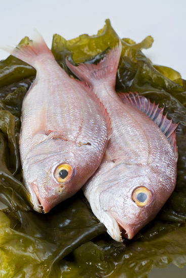 Common Pandora Pagellus Erythrinus On Sea Editorial Stock Photo - Stock ...