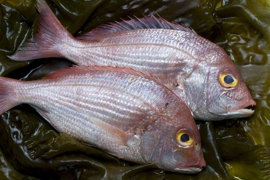 Common Pandora Pagellus Erythrinus On Sea Editorial Stock Photo - Stock ...