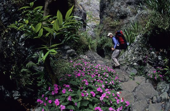 Model Released Hiker Sea Flowers Ravine Editorial Stock Photo - Stock ...
