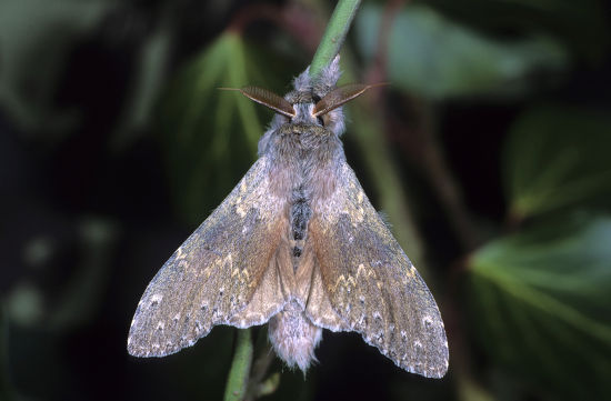 Lobster Moth Stauropus Fagi Editorial Stock Photo - Stock Image ...