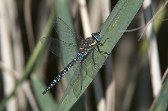Common Hawker Sedge Darner Aeshna Juncea Editorial Stock Photo - Stock ...